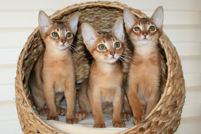 Abessijnse Kattenmix Abessijn Kom Meer Te Weten Over Deze 'mini